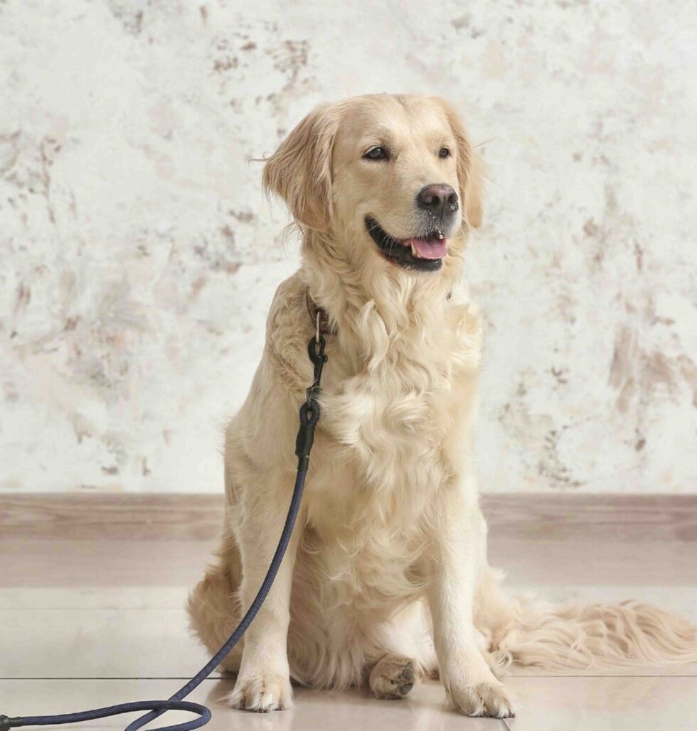 Best Vet Hospital In Plano, TX | Russell Creek Pet Clinic