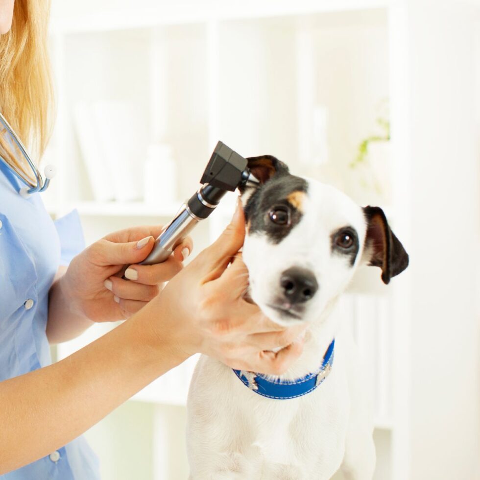 Pet Video Otoscopy In Plano, TX | Russell Creek Pet Clinic