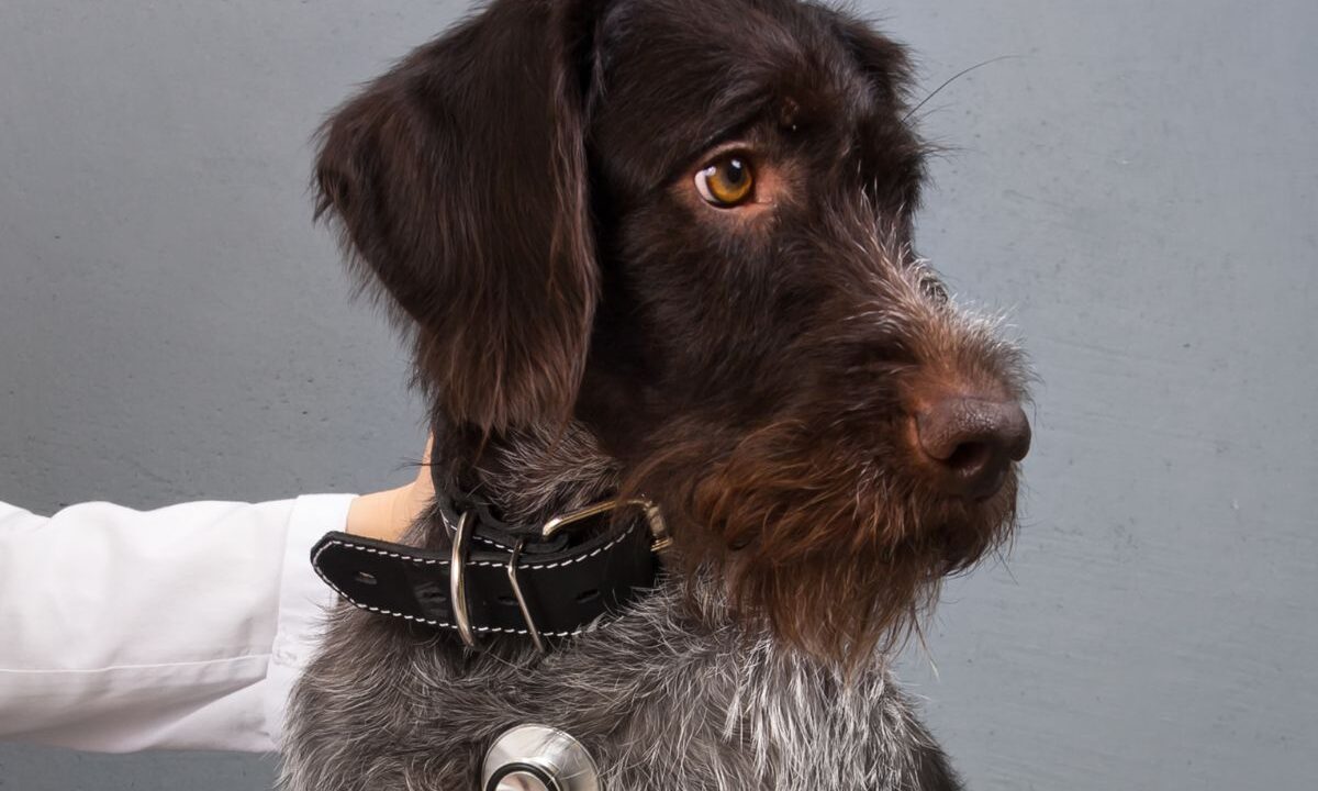 Pet Vaccination In Plano, TX | Russell Creek Pet Clinic